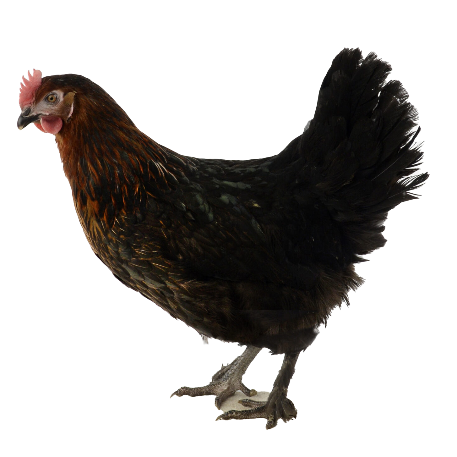 Copper Marans - Lanckriet