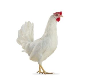Babcock White - Lanckriet